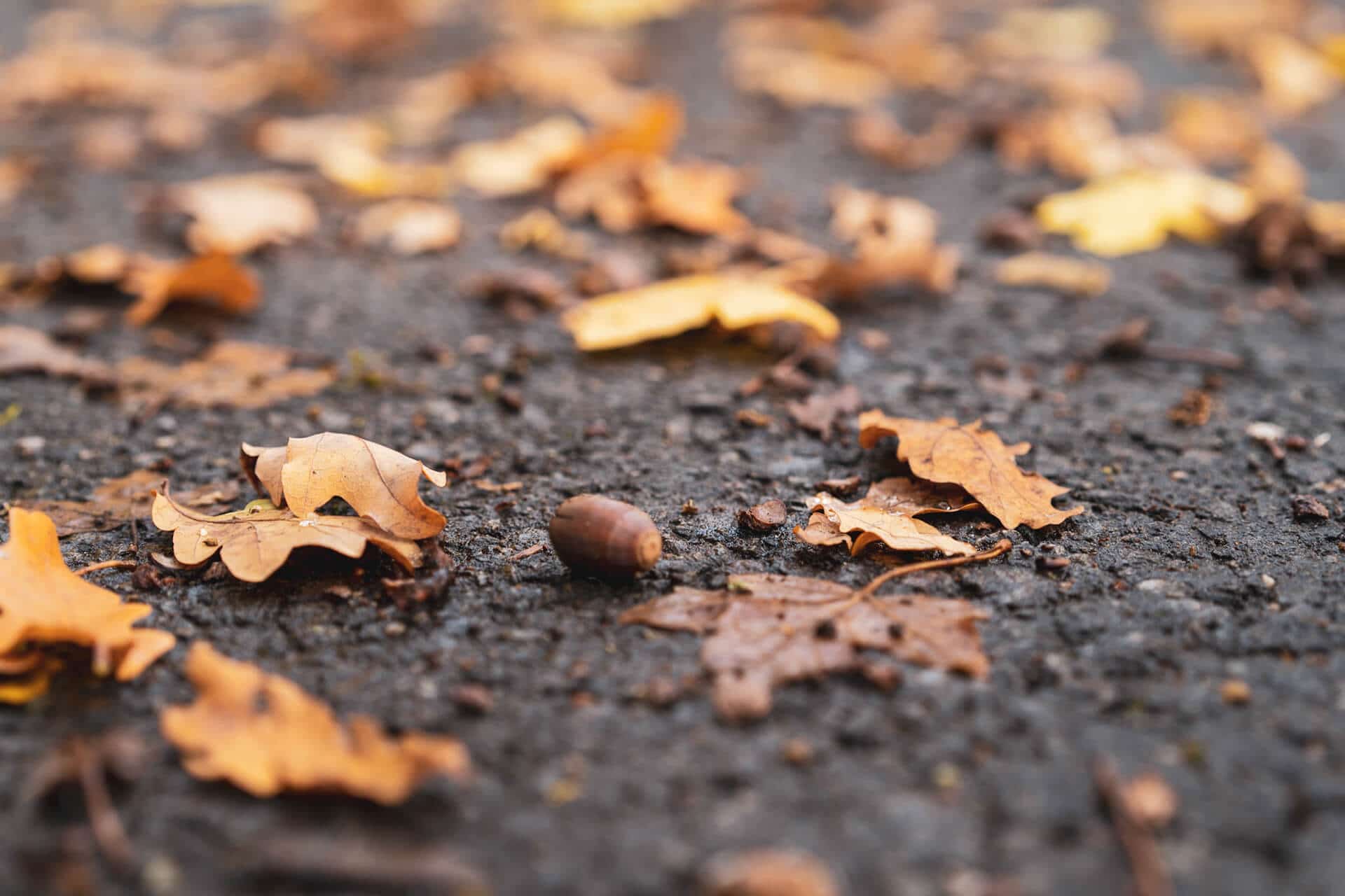 Funktionen des Waldes: Das alles leisten Bäume für uns ...